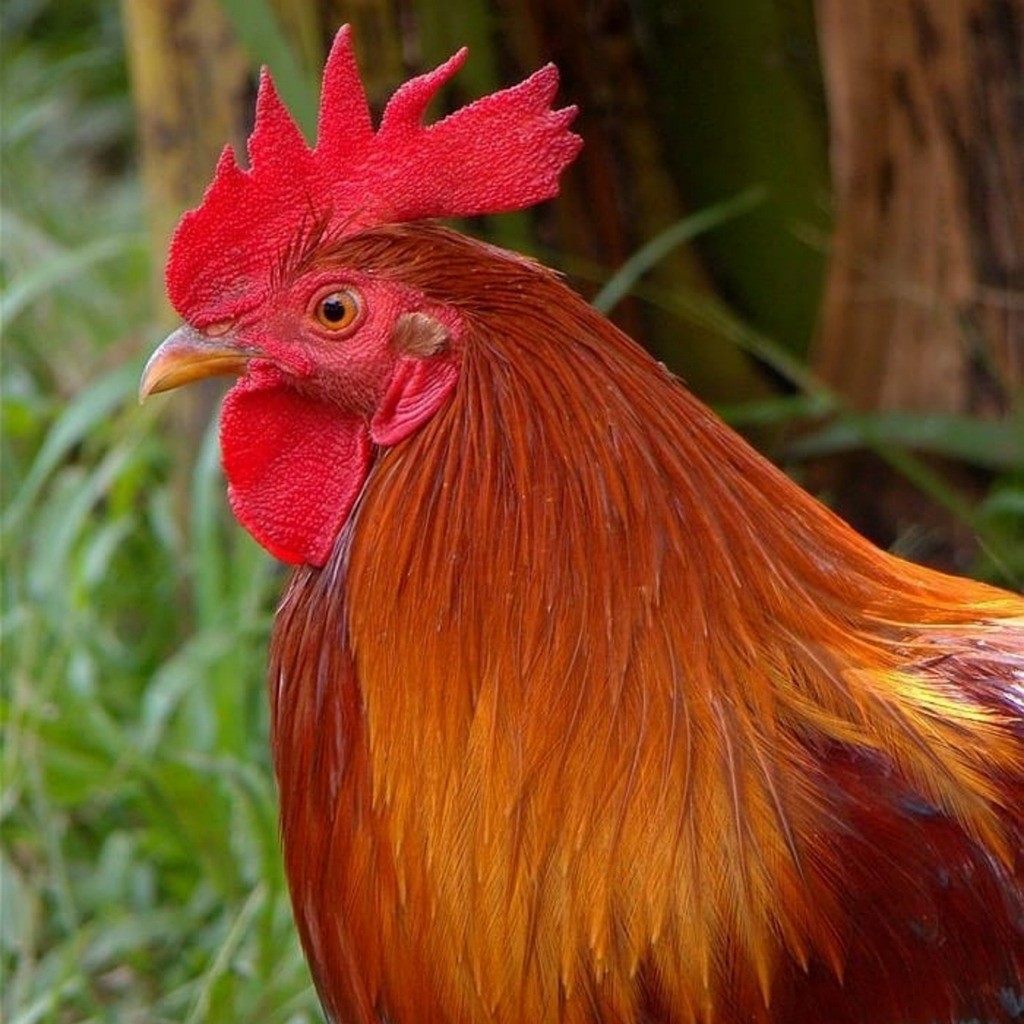 Rise When the Rooster Crows - with Jonathan Lay | KBOO