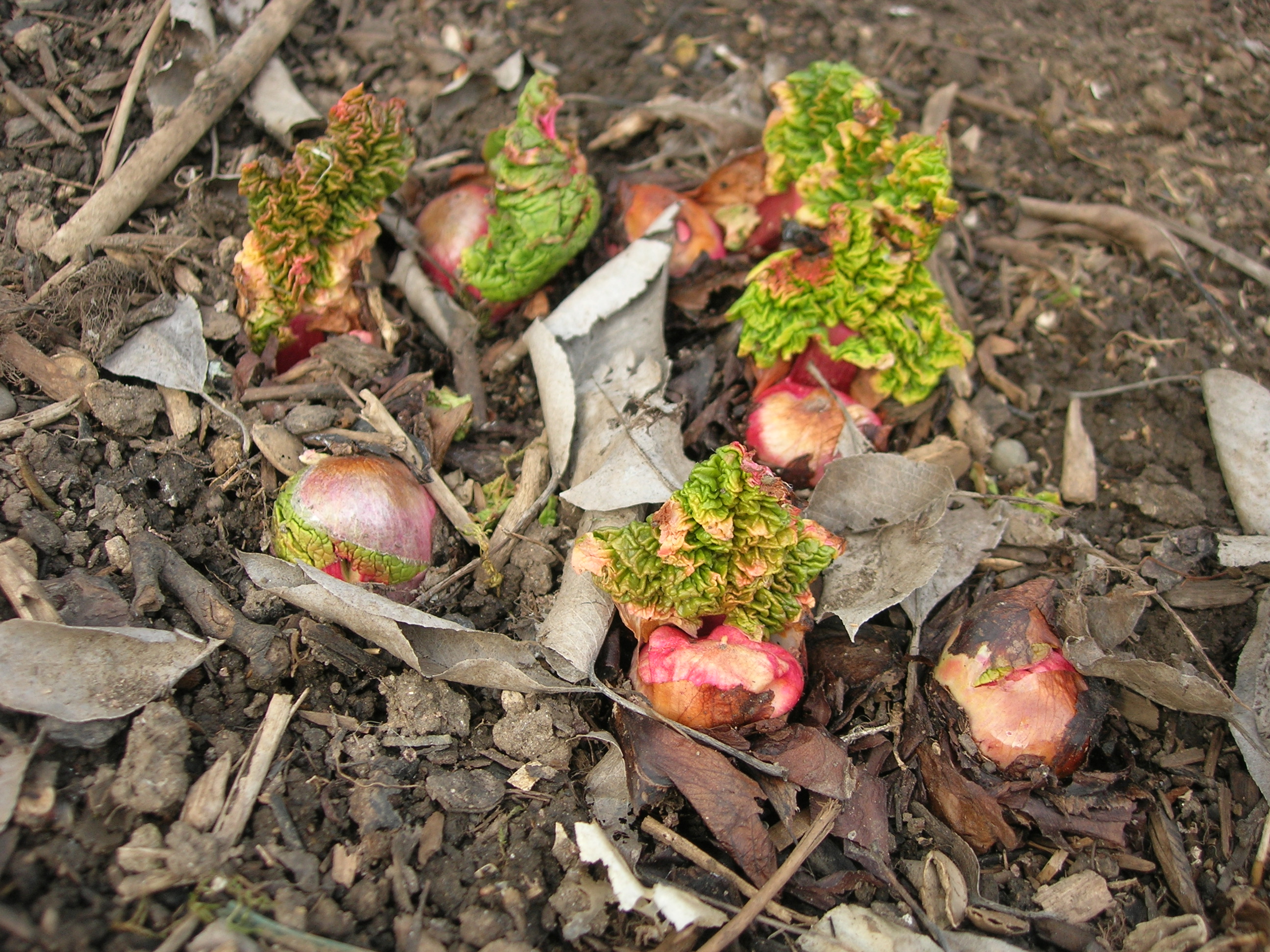Planting onions, dividing rhubarb, weeding around fruit trees | KBOO